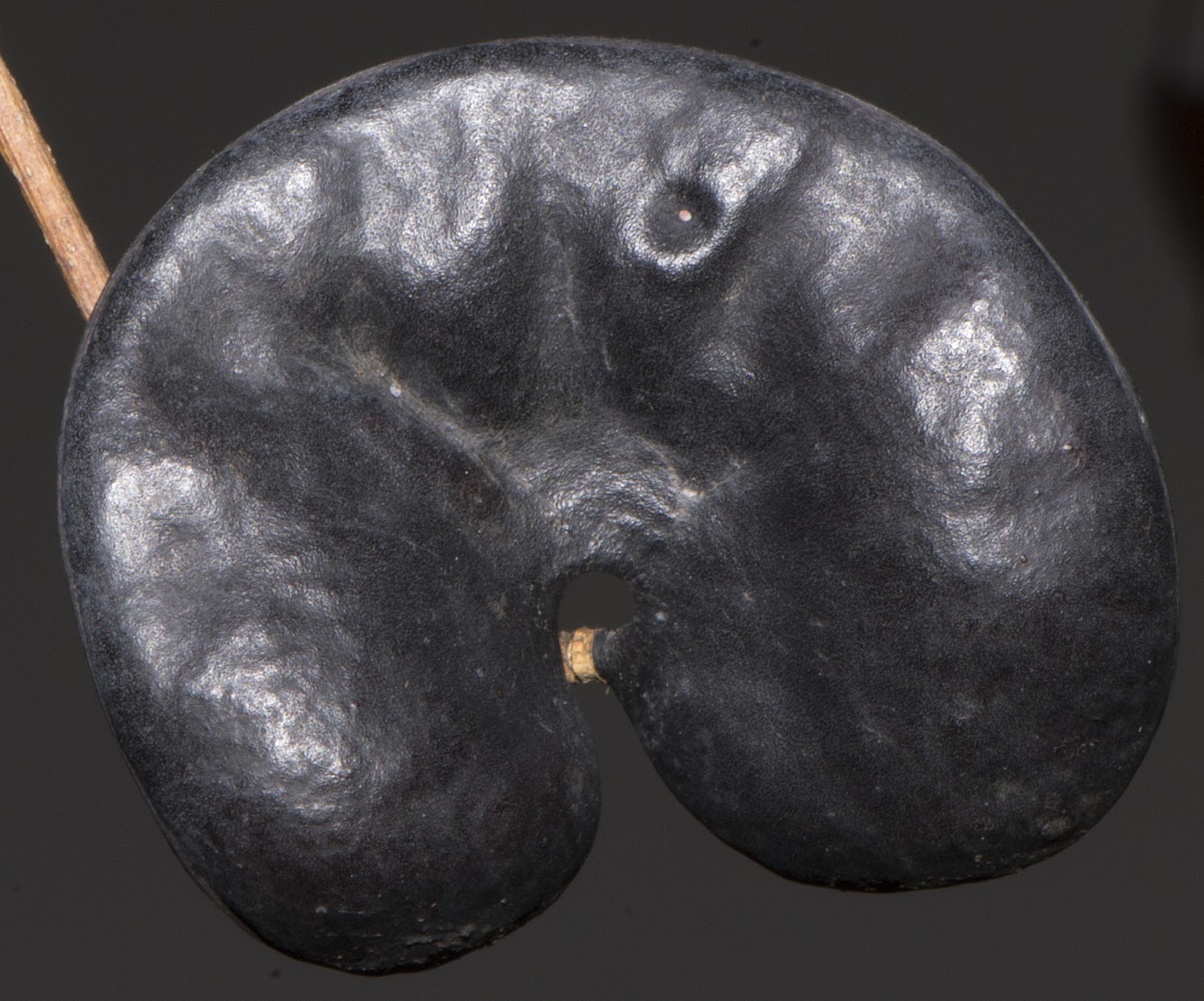 FOTOGRAFIAS DE LA FLORA AUTOCTONA DEL URUGUAY: TIMBÓ