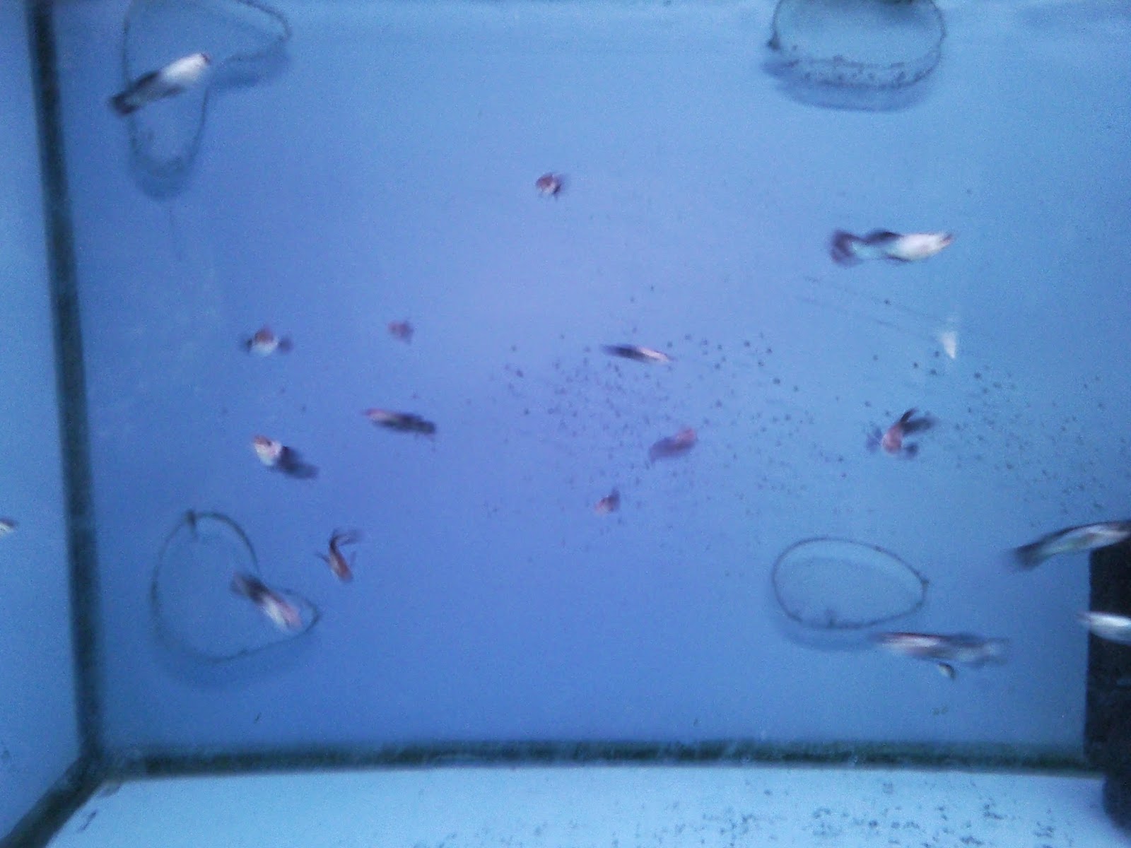 Tropical Fisher Man Fish Tanks And Aquarium CRS: Seaview Aquarium ...