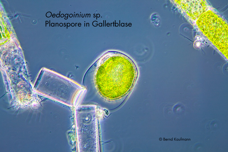 aquamax - das Weblog zur Website: Fotos des Tages: Grüne Fadenalge im ...