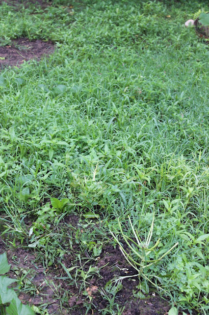 Our Journey: The most persistent perennial... weeds!