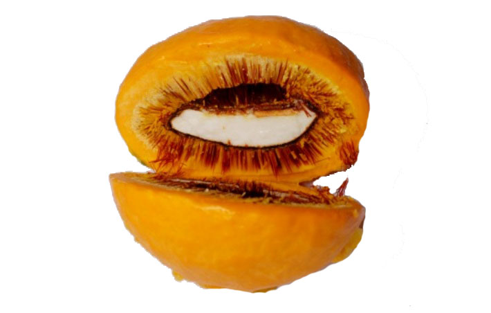 Caliandra do Cerrado: Conhecendo o pequi