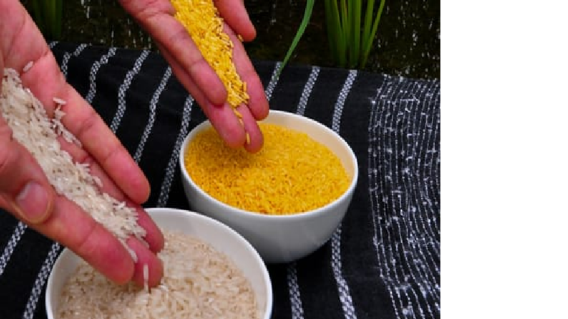 Il Golden Rice si può fare con CRISPR? / Can we do The Golden Rice with ...