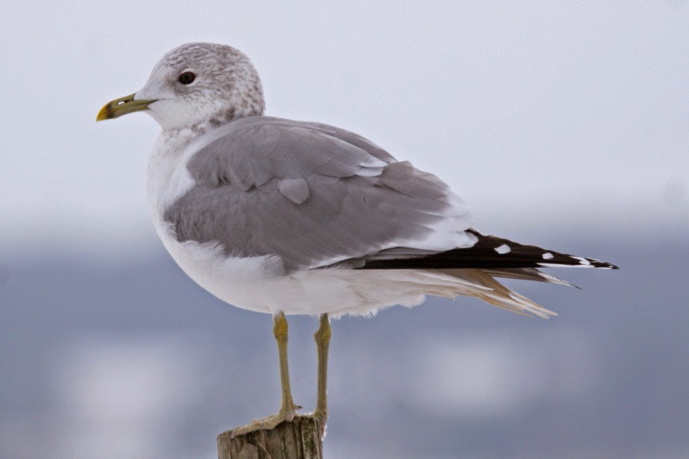 Gulls & Waders | Birds