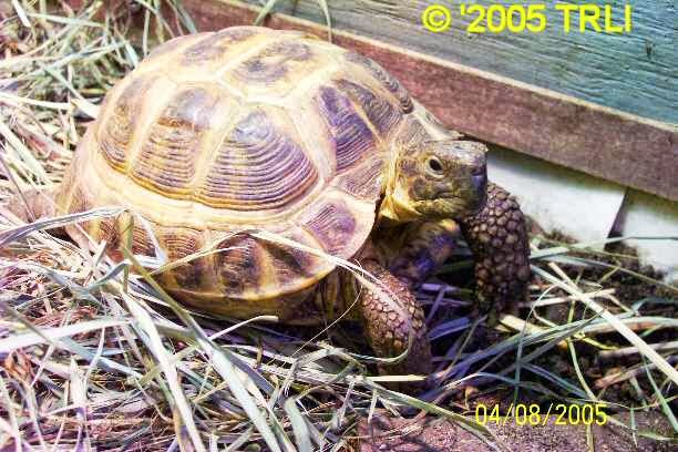 Rules of the Jungle: The Russian Tortoise