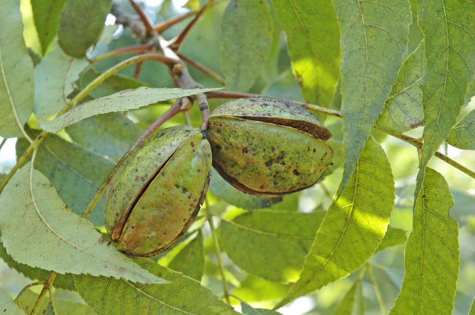 Northern Pecans: Pecan crop advancing towards shuck split