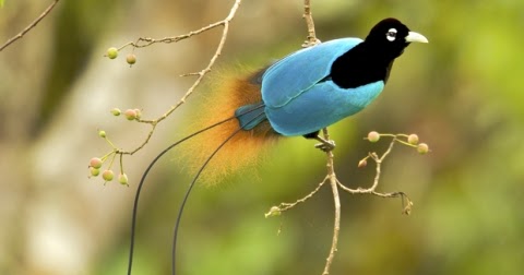 Blue Bird Of Paradise (Paradisaea Rudolphi) | Animal Heaven