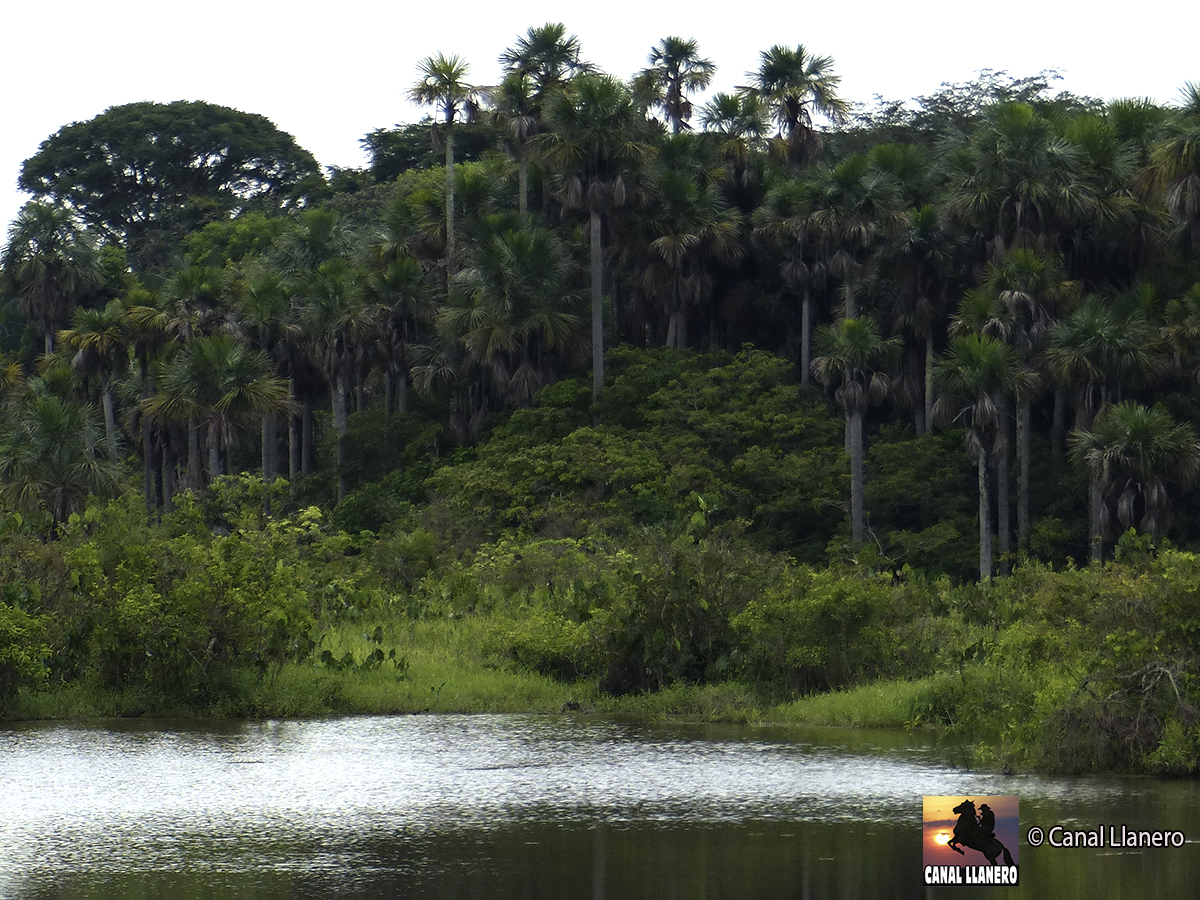 Canal Llanero : Palmas Valioso Recurso de La Orinoquia
