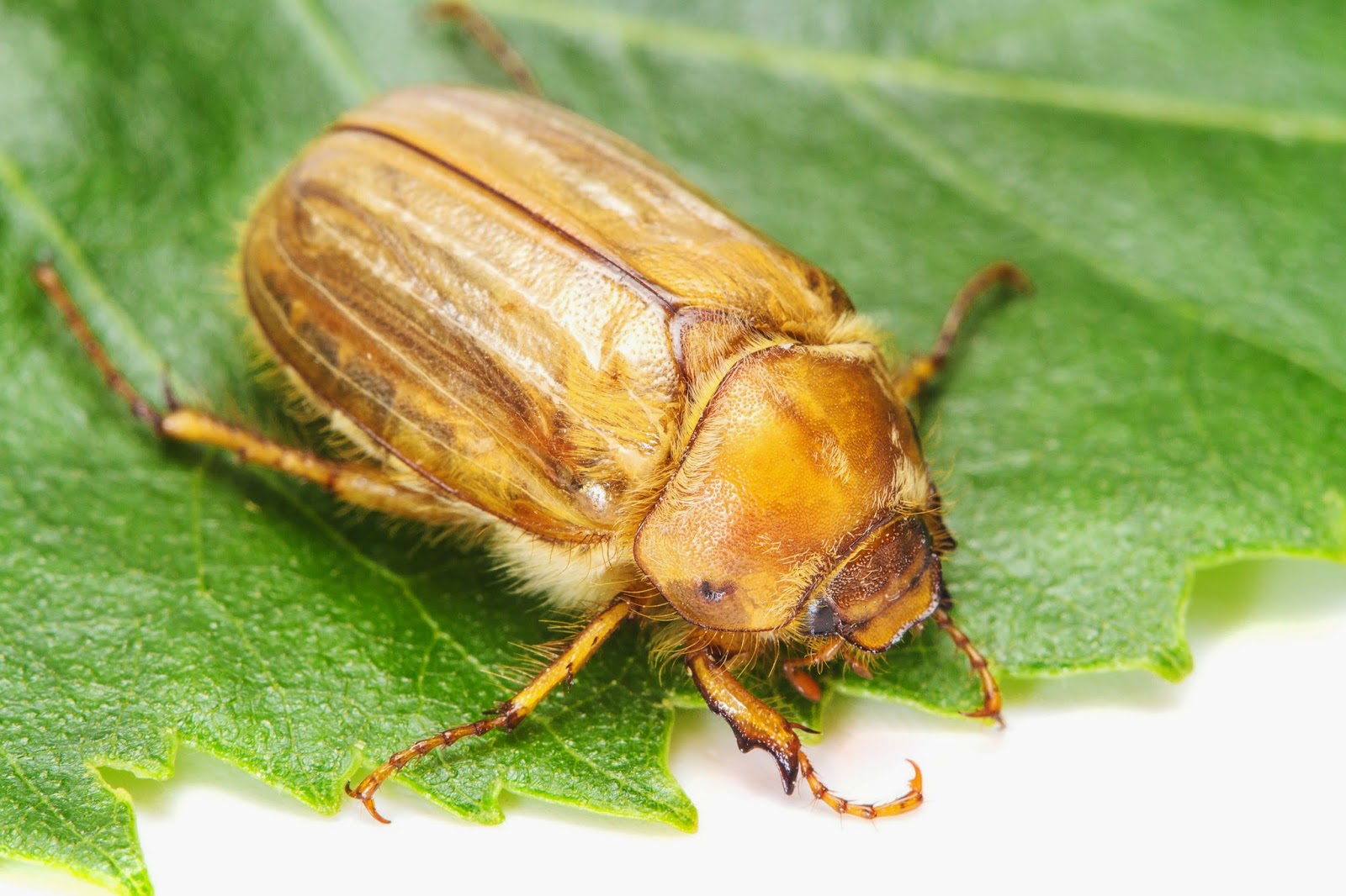 Doctors With Reiki: June Bugs and Fireflies!