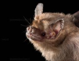 MSED 251-Life Science for Educators: Kitti's Hog-Nosed Bat