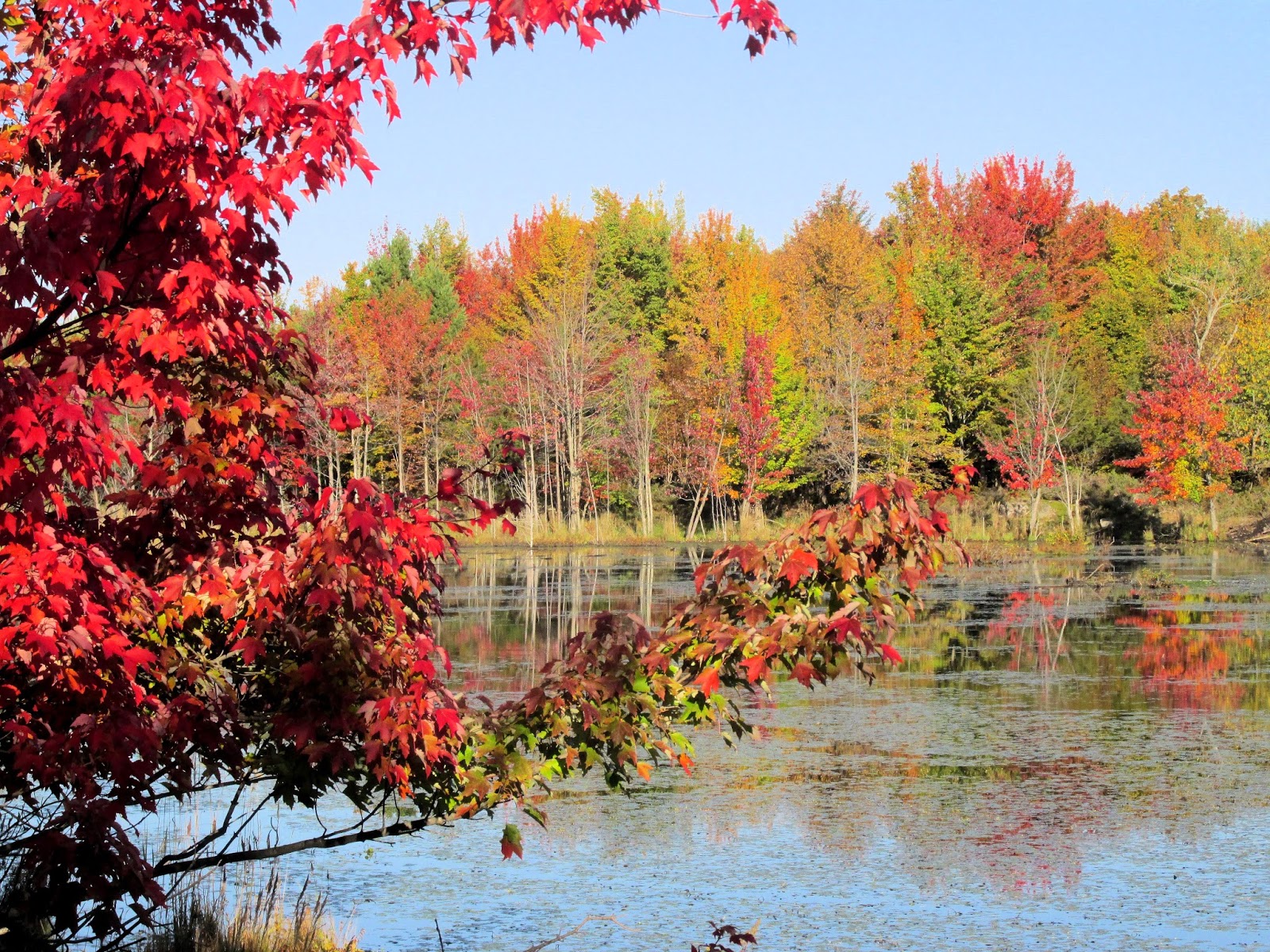 The Passionate Hiker: The Rideau Trail: Narrows Lock Road (08C) to ...