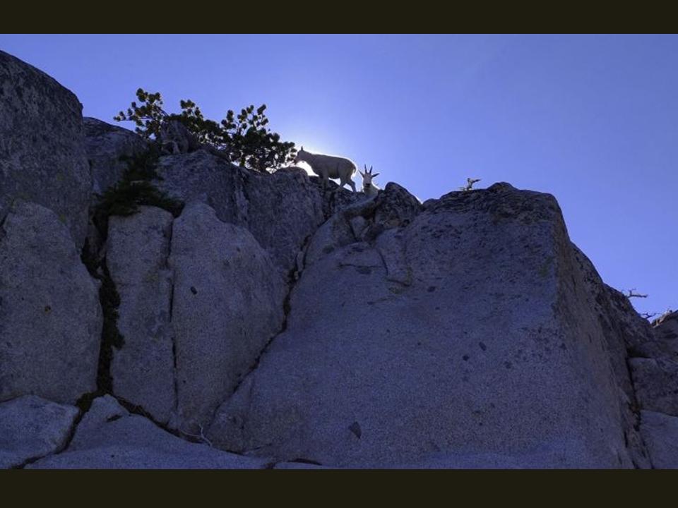 CLASA NOASTRĂ: [ FOTO ] CAPRA DE MUNTE