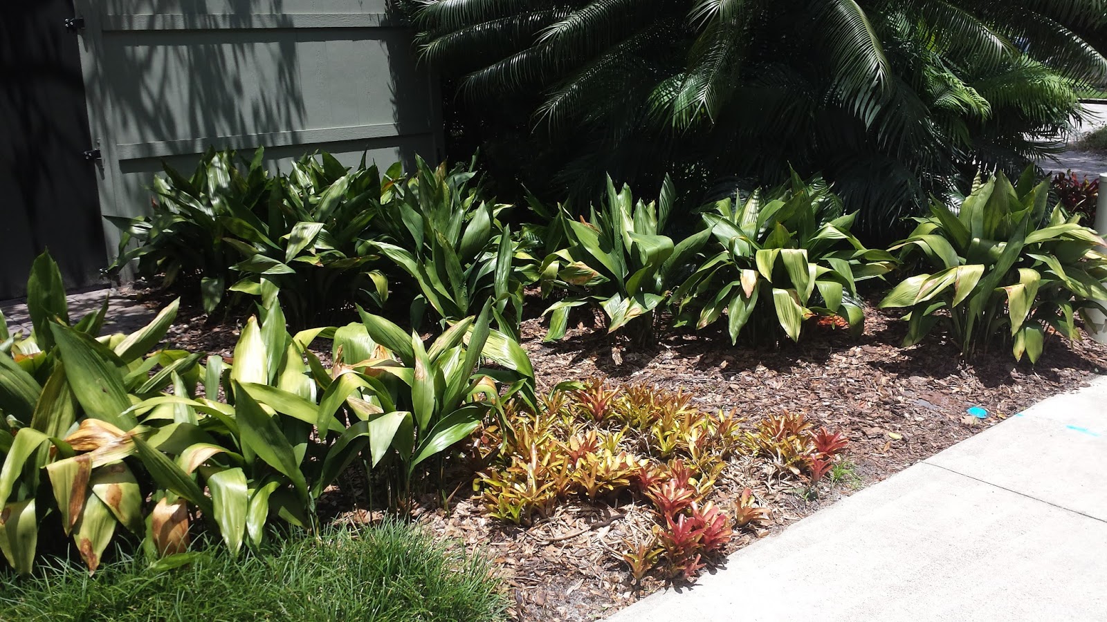 Cast Iron Plant Landscape