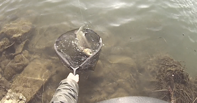 La teigne, appât roi pour les "chubs"