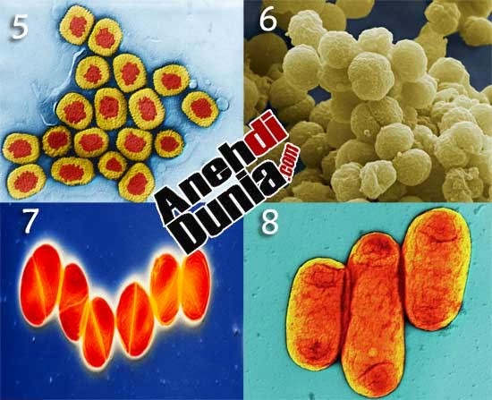Gambar Bakteri ~ Berbagi Ilmu Pengetahuan