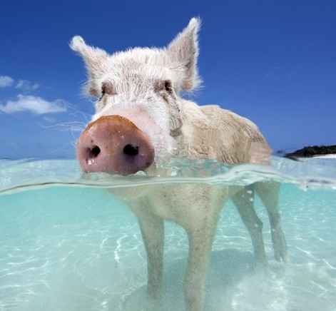 True Facts About The Sea Pig - Democratic Underground