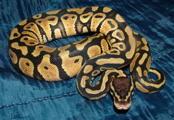 The Joys of Reptile Keeping and Awesome Reptiles: Royal / Ball Pythons