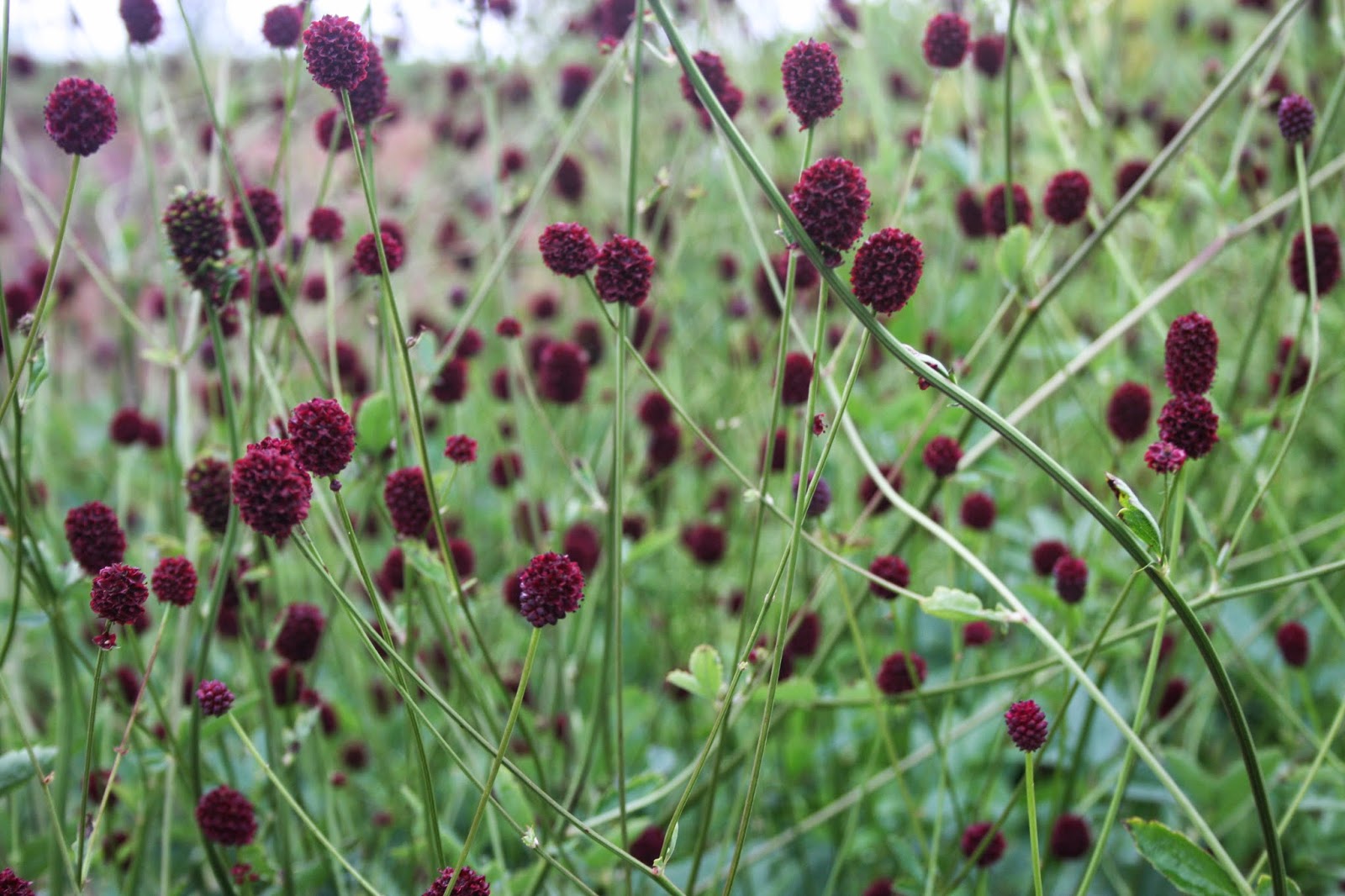 Siniunikon: Kotka Redutti