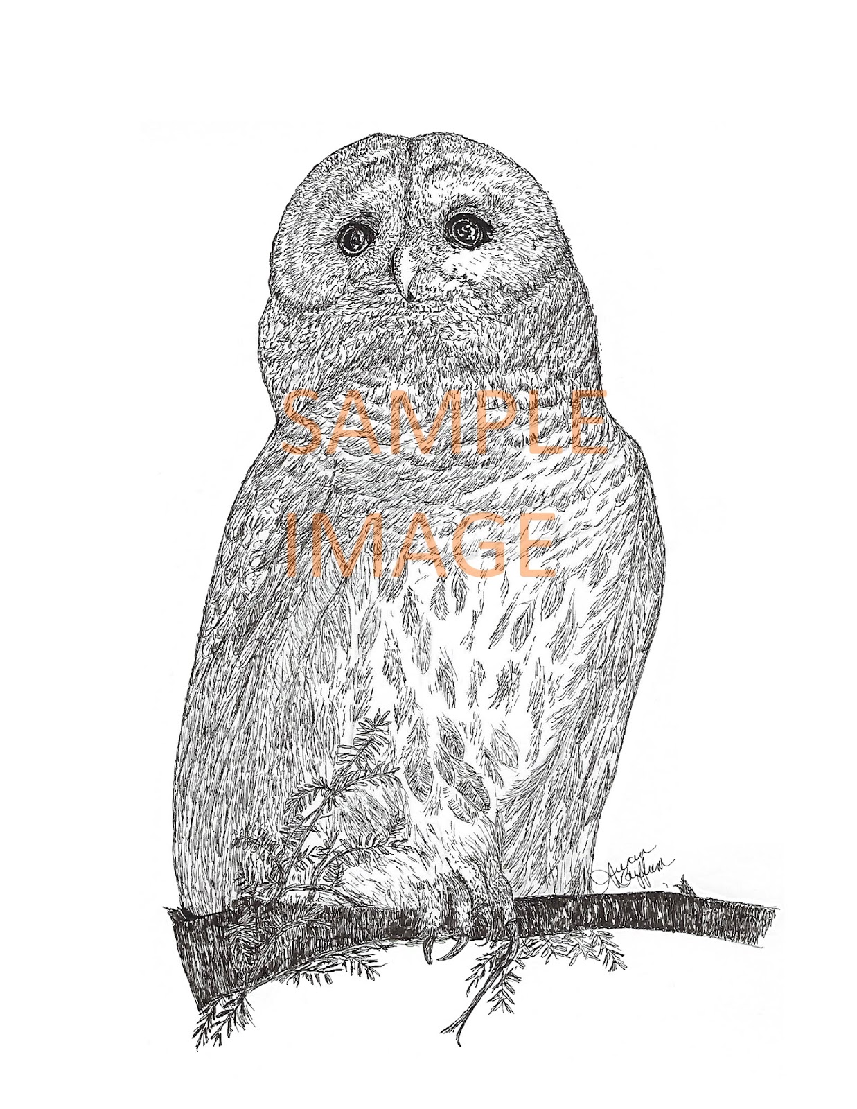 Susan Buffum- Author: Birds