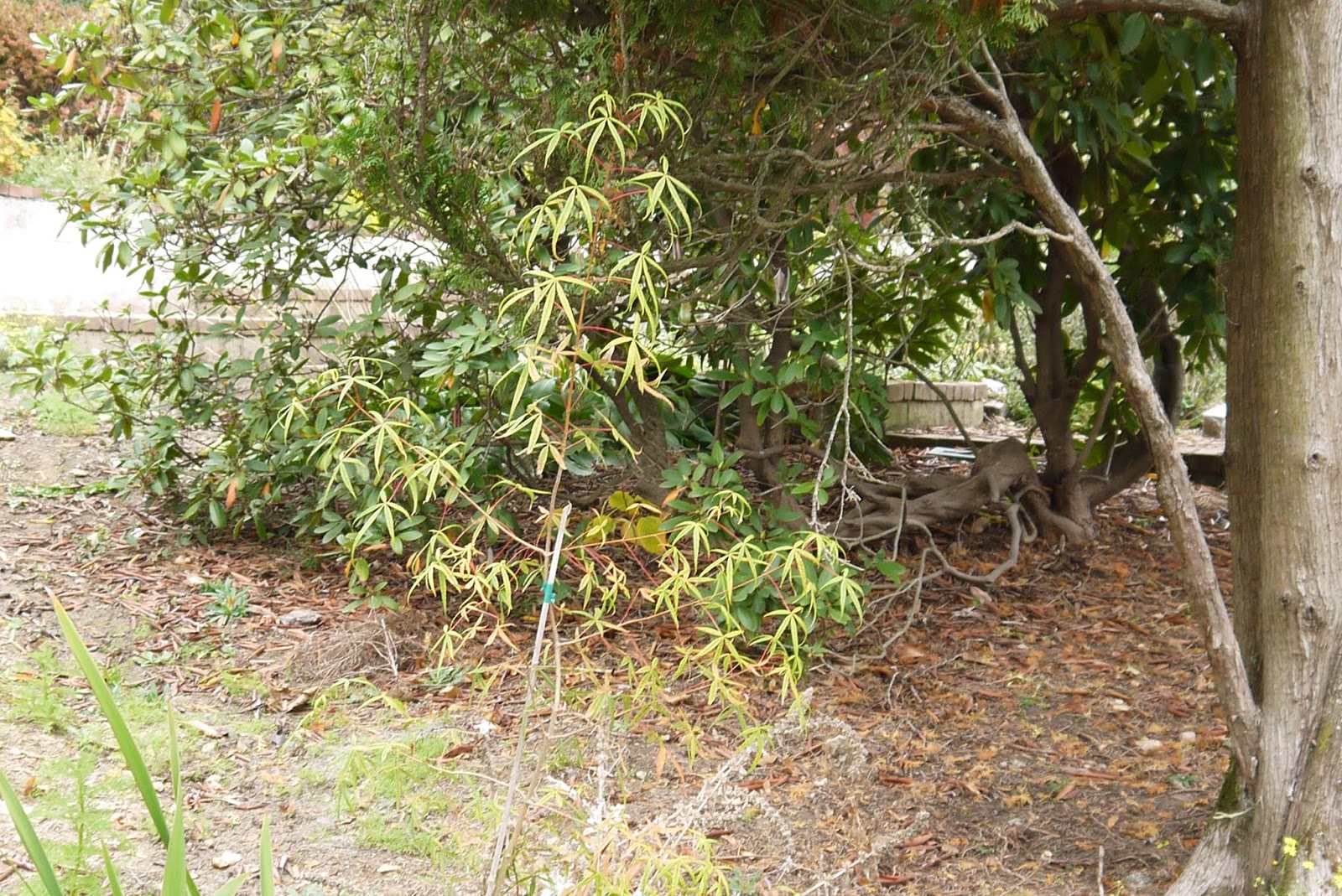 A not so simple garden: Acer pentaphyllum, a Rare and Unusual Maple