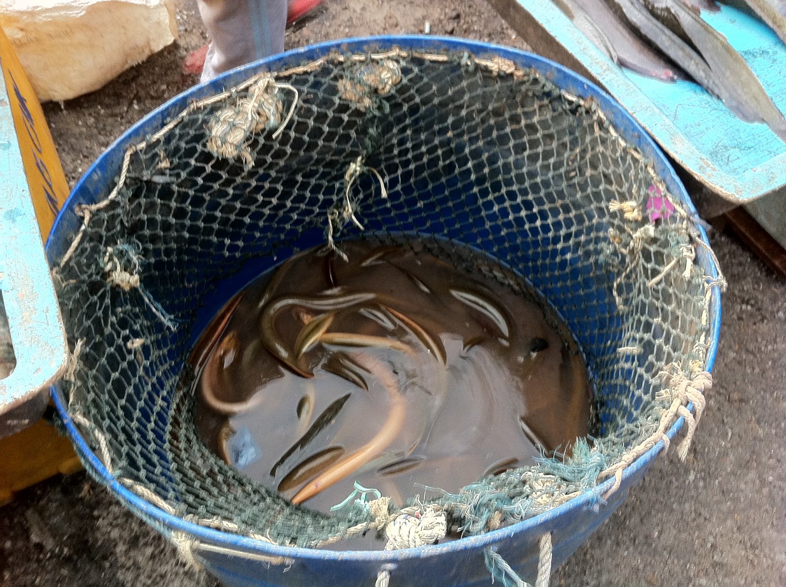 Cari ikan sungai@Pasar Malam Taman Ria - Inilah Ceritaku