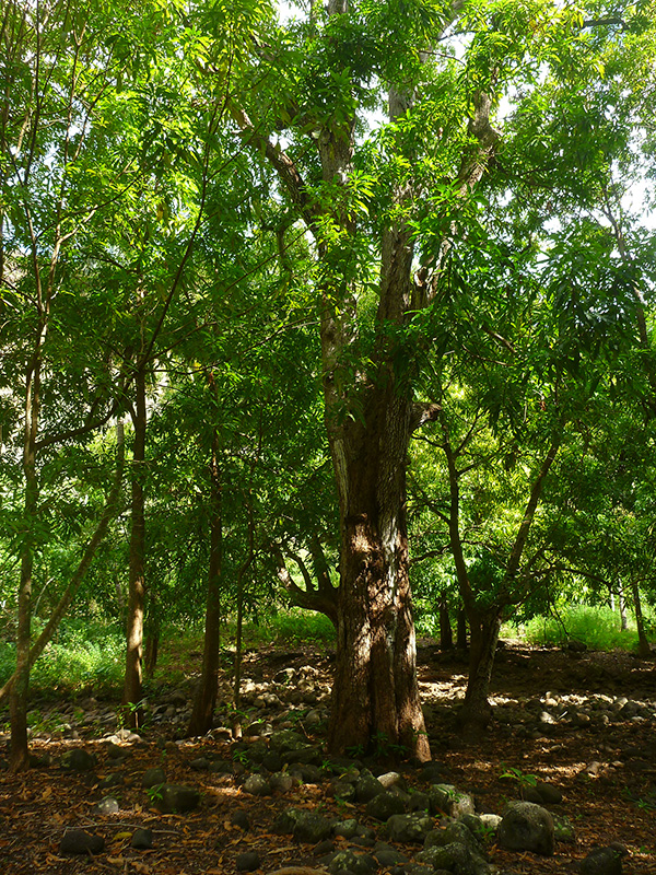 The Adventures of S/V Silhouette: Hanamenu