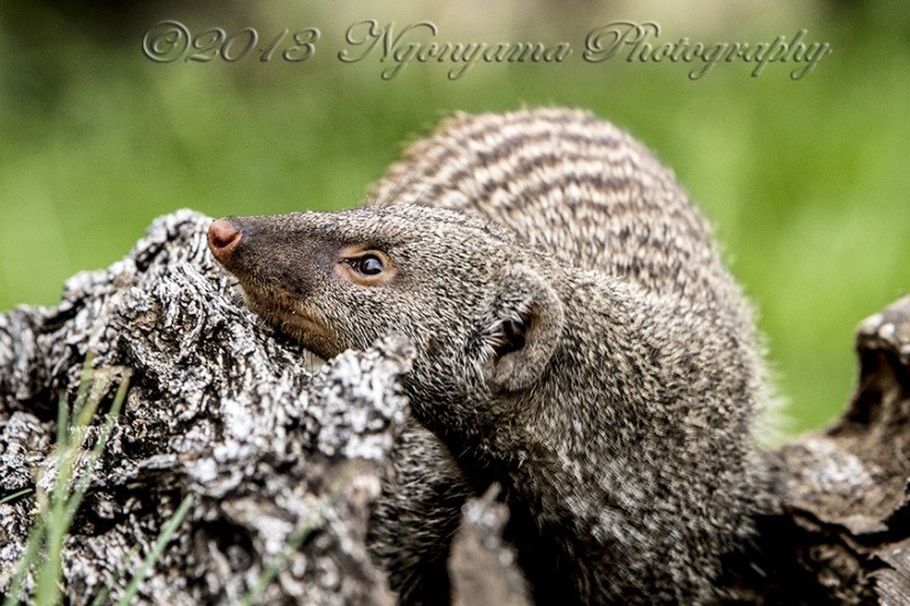 NGONYAMA PHOTOGRAPHY: PLANNING A PHOTOGRAPHY WORKSHOP