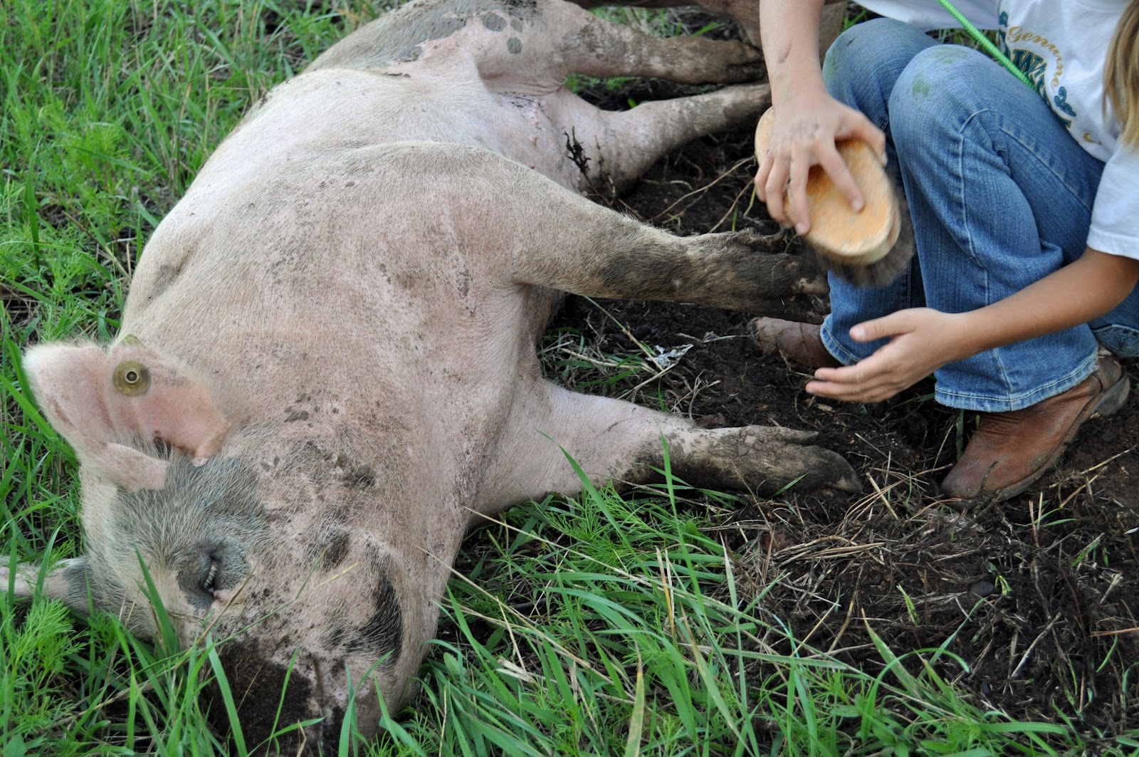 Wranglers and Ribbons: Hog Scratchin'