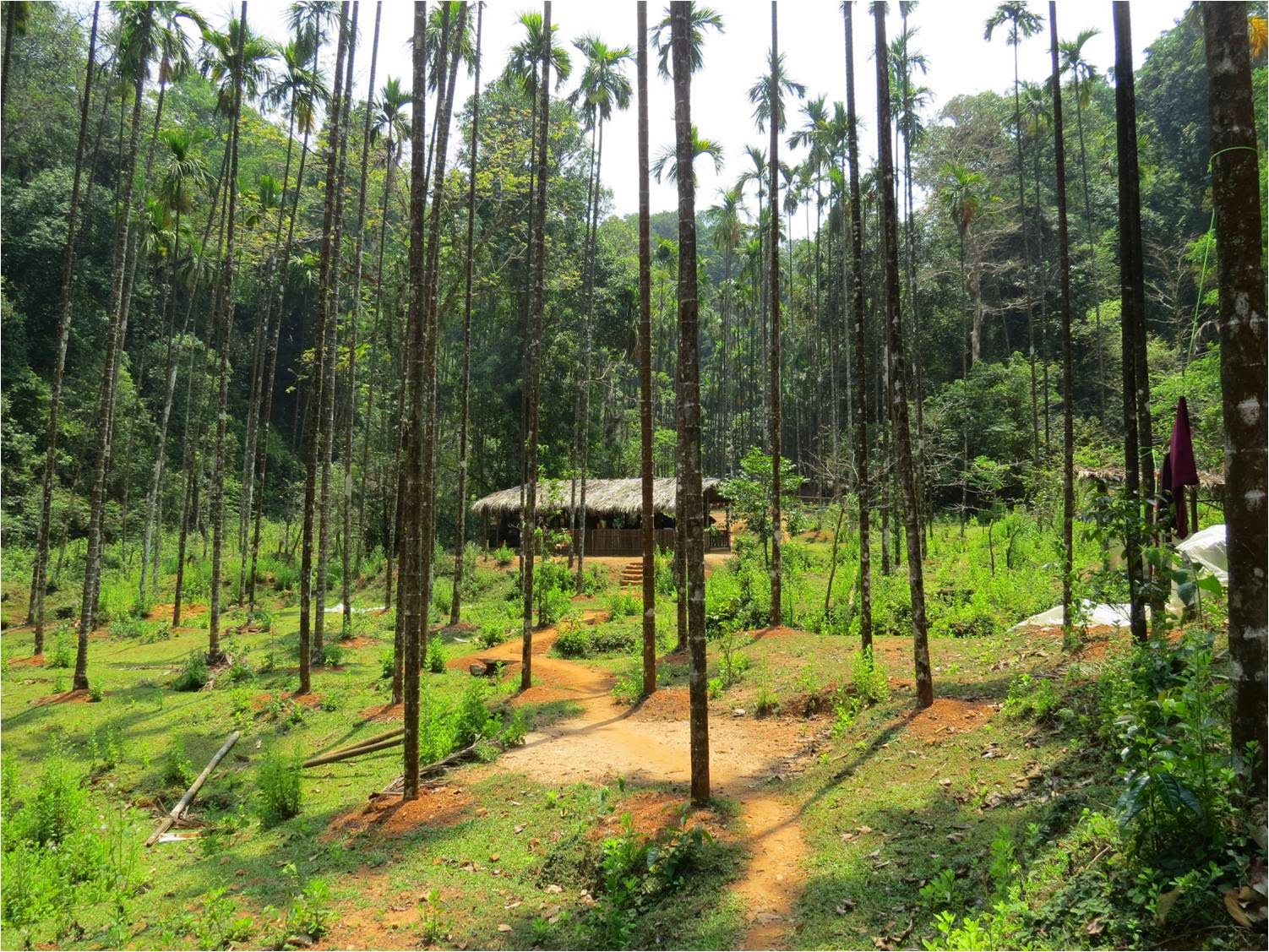 Agumbe Rain Forest Visit in Search of King Kobra at Kalinga Center for ...