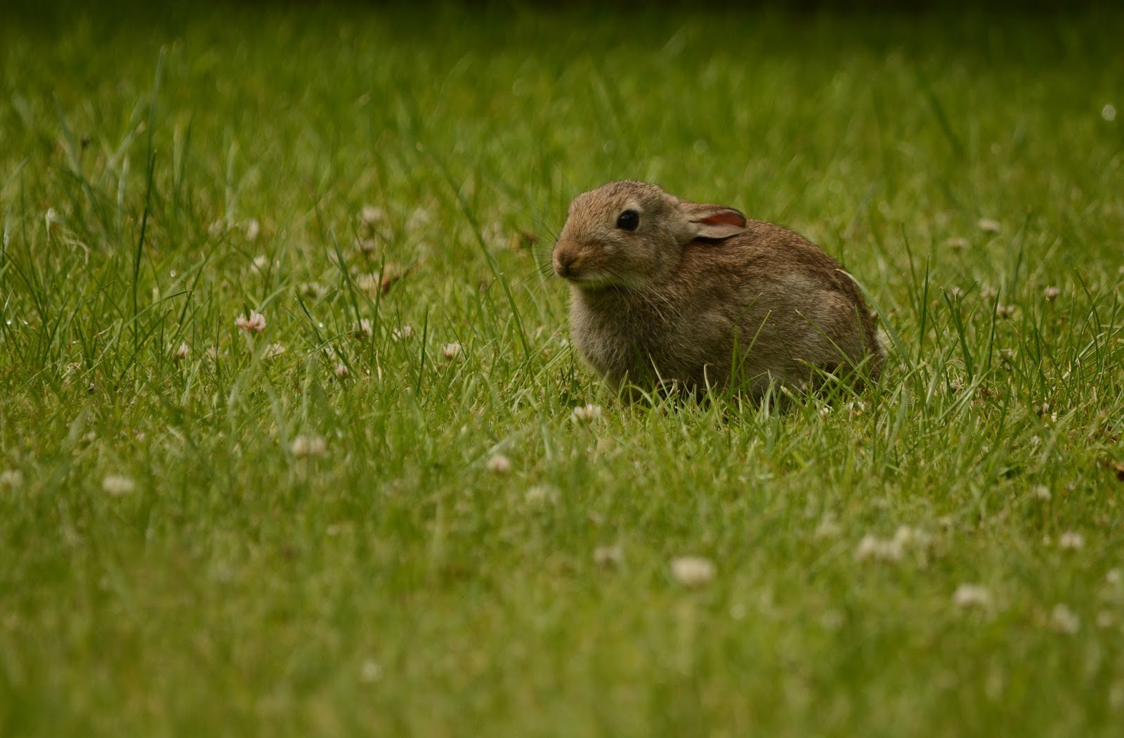 Bird and Bug Diaries...