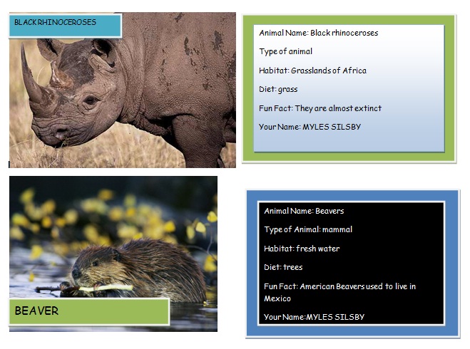 HTS 3rd Grade Technology Blog: Wow! The Animal Trading Cards are Beautiful!