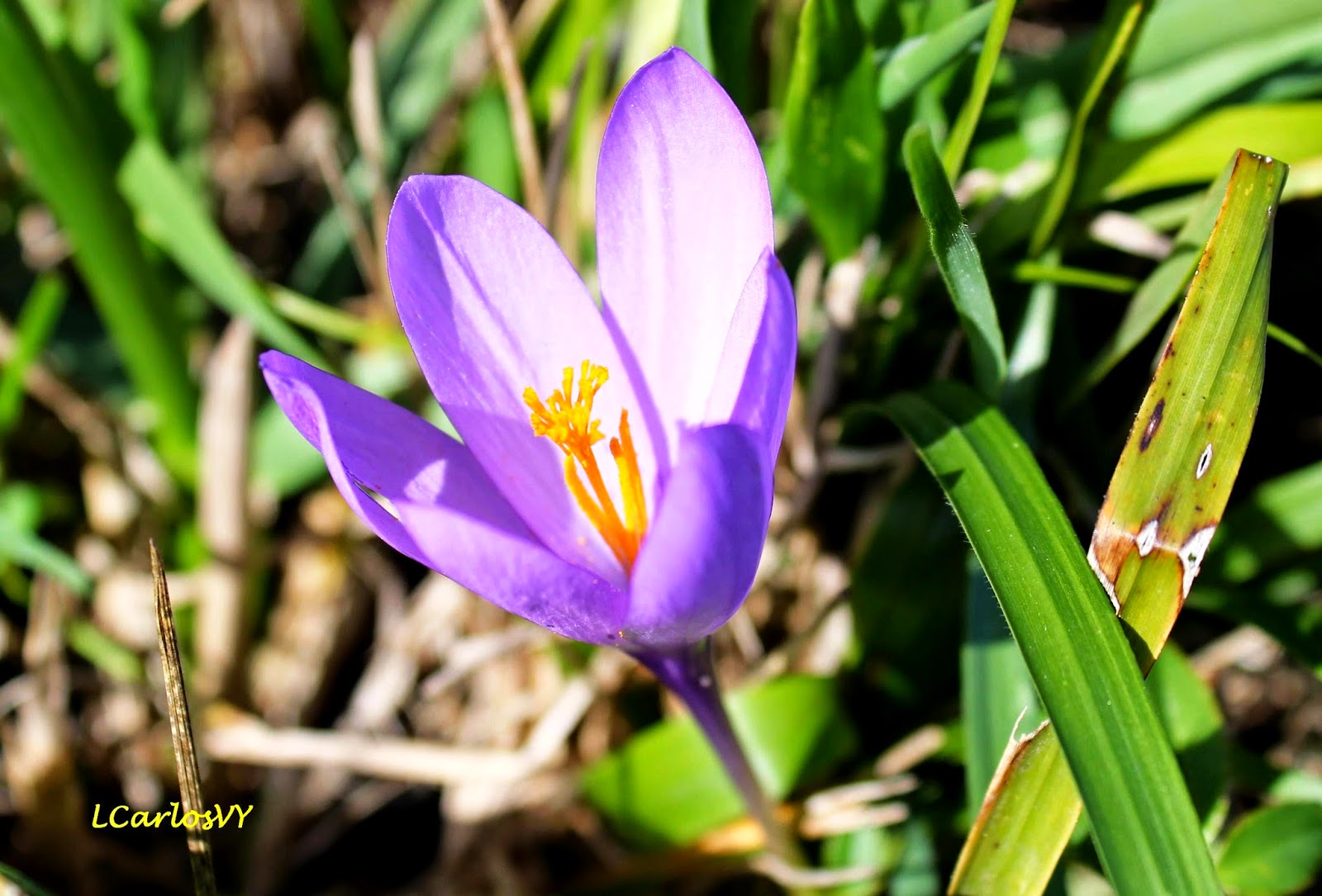 Plantas silvestres de Asturias: Azafrán silvestre - Crocus nudiflorus