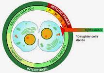science: Pembelahan Mitosis