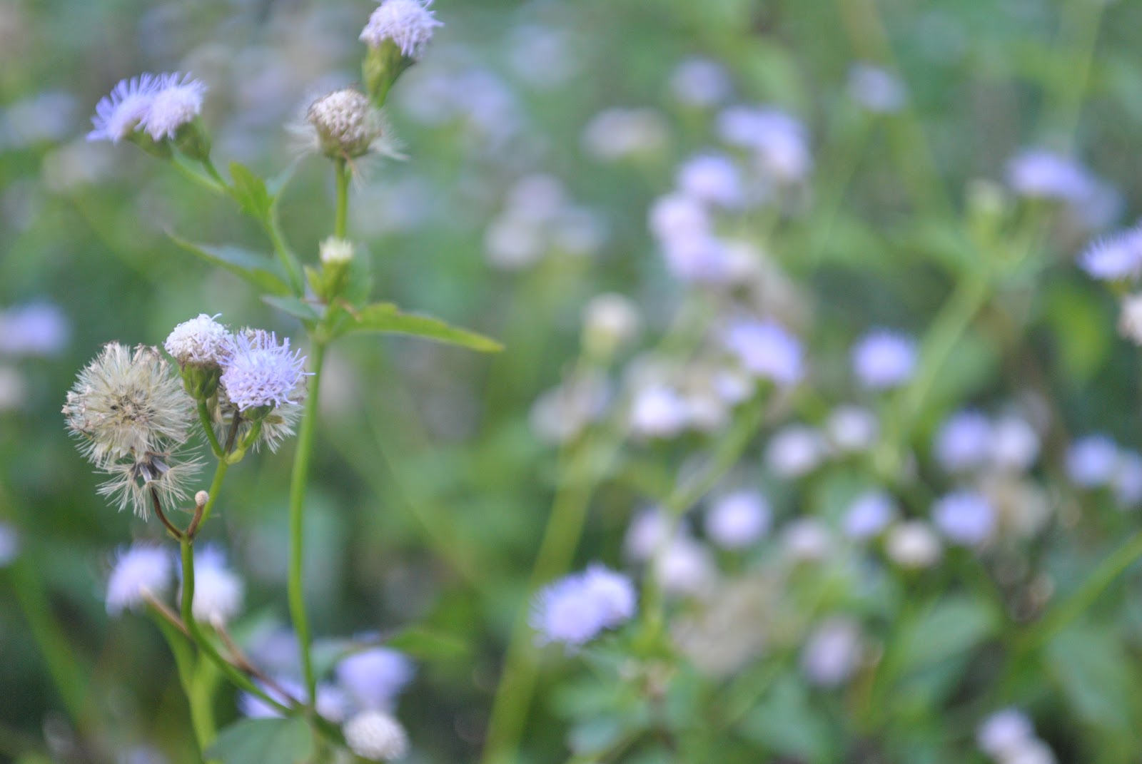 Bunga-bungaan rumput liar