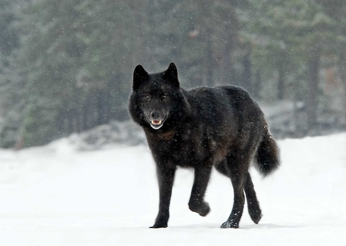 Lobo Negro Lobo Animal