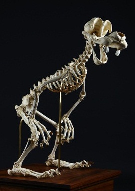 Calvinistic Cartoons: Paleontologist Finds Goofy Skeleton