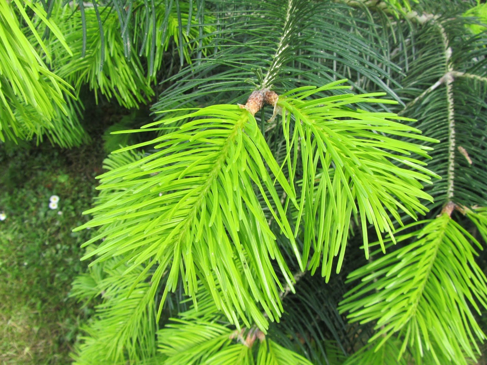 Cosa Sono le Gimnosperme ? Quante Conifere Esistono ? | Il Gusto Della ...