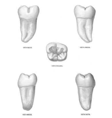 Tutorial Anatomía Cabeza y Cuello: Tercer Molar Inferior.