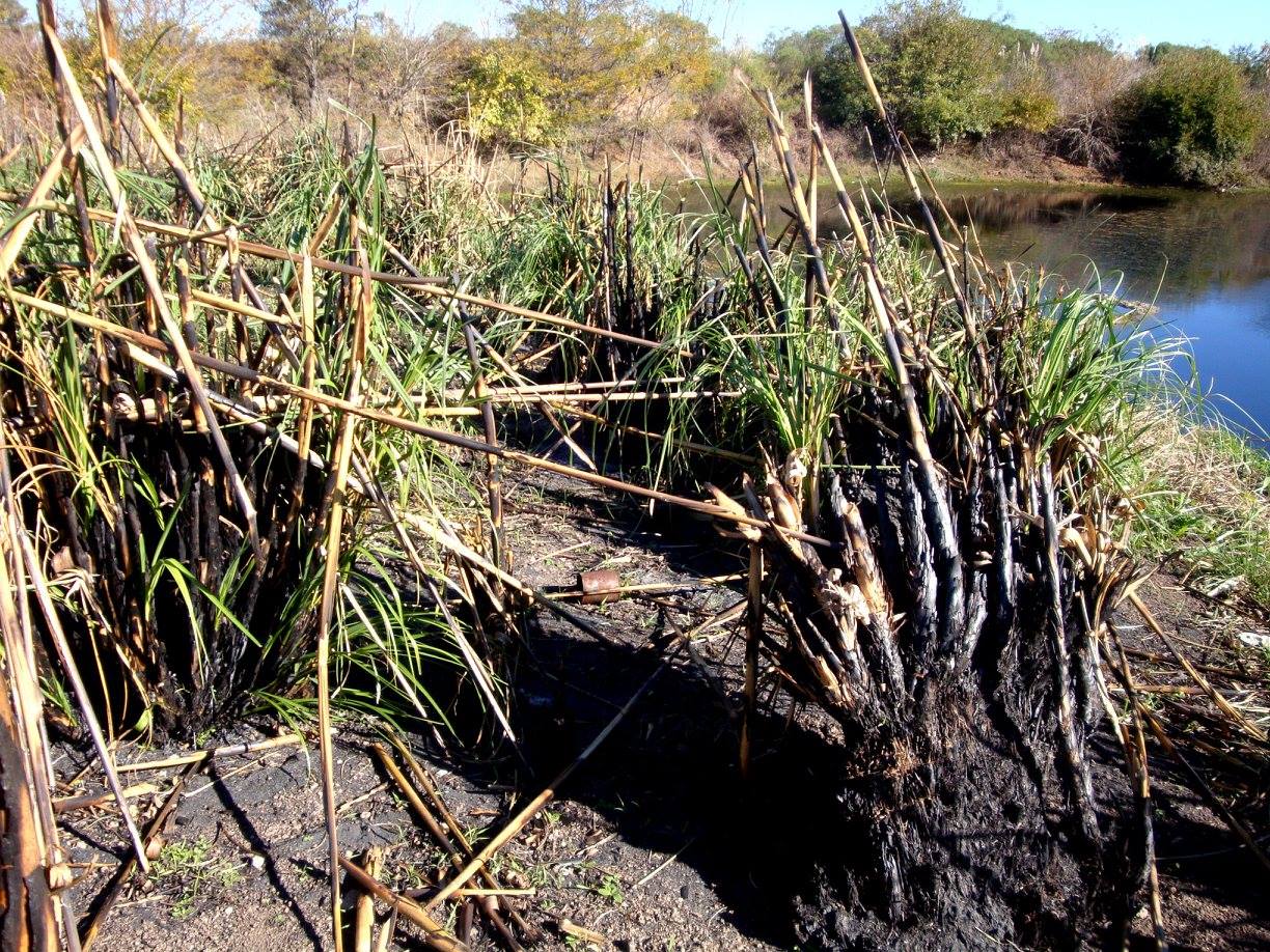 Así quedó la Reserva del Balta