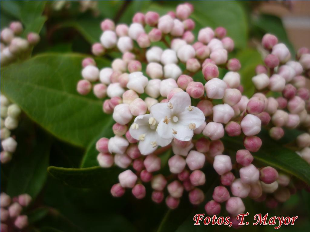 Flores y plantas silvestres: " Vibornum tinus ". Durillo, Laurentina ...