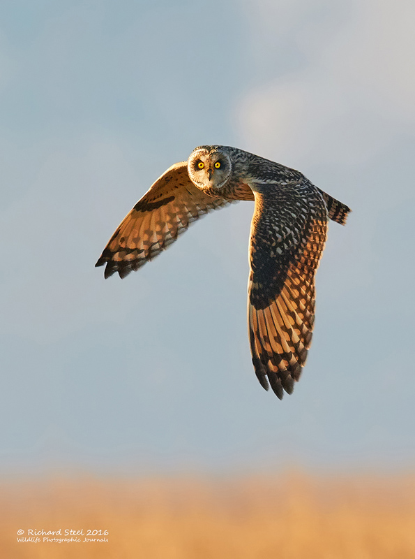 Wildlife Photographic Journals: Late Season Owls