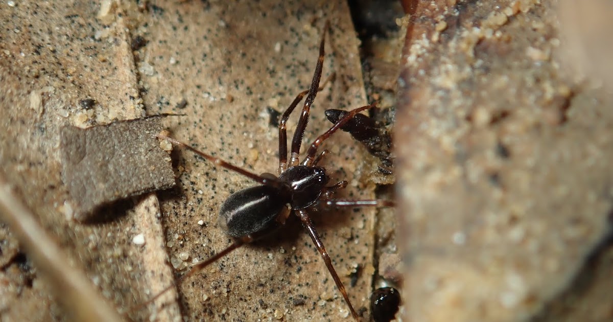 細蟹屋 Photographs of Japanese Spiders: Phrurolithidae ウラシマグモ