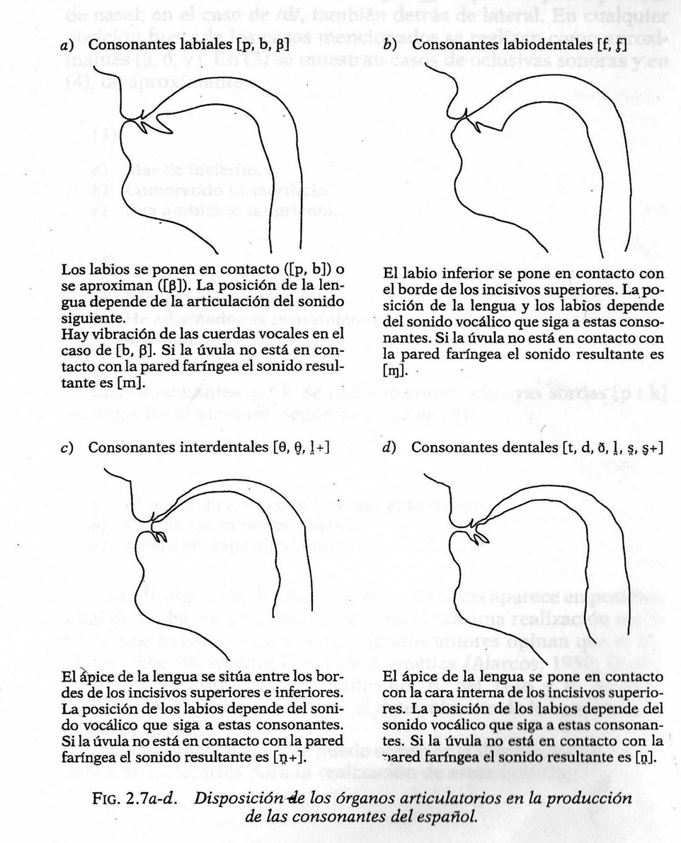 Fonética y Fonología del Español: Fonética articulatoria