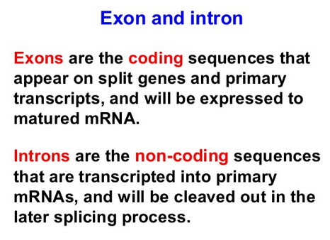 Z81 - Genetics: XXXXXX Gene 27 - Exons and the living earth DEMOof ...
