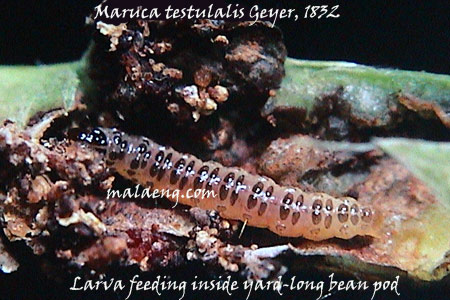 gembeltajir: Penggerek Bunga dan Polong Maruca testulalis
