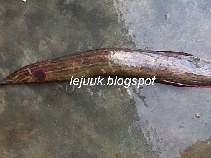 Lejuk kan Belitong: IKAN TILAN