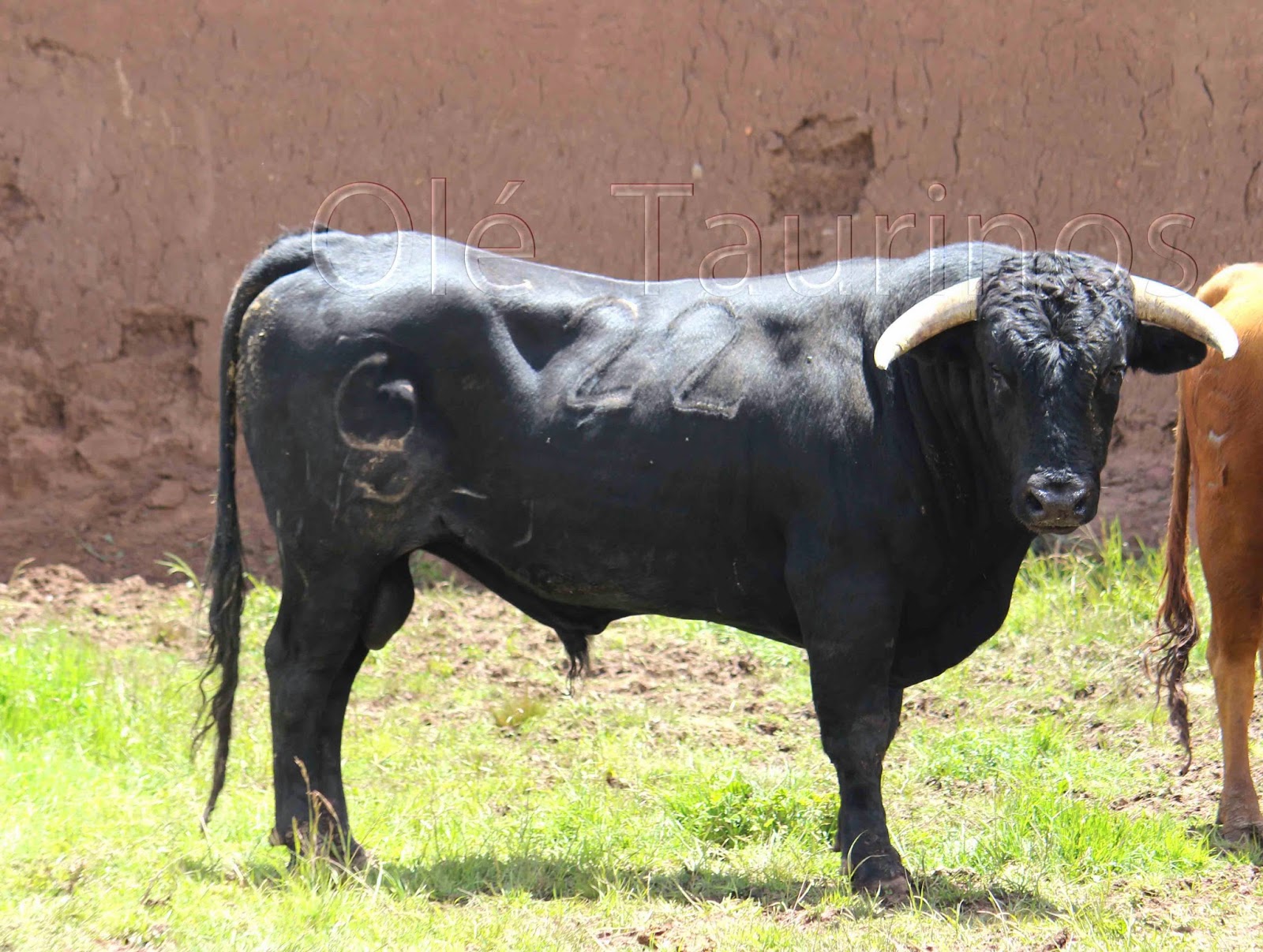 Olé Taurinos: Toros para la feria de la virgen de Candelaria- Ayaviri.Toro