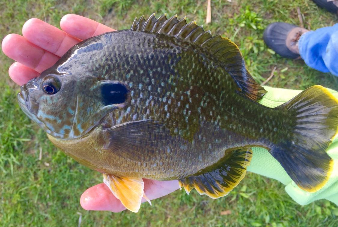 FishnDave: 33 Iowa Species on Fly Rod