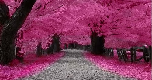 melindaratna: SEJARAH DAN MANFAAT BUNGA SAKURA