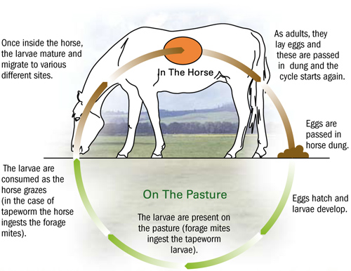 Horse Bot Life Cycle