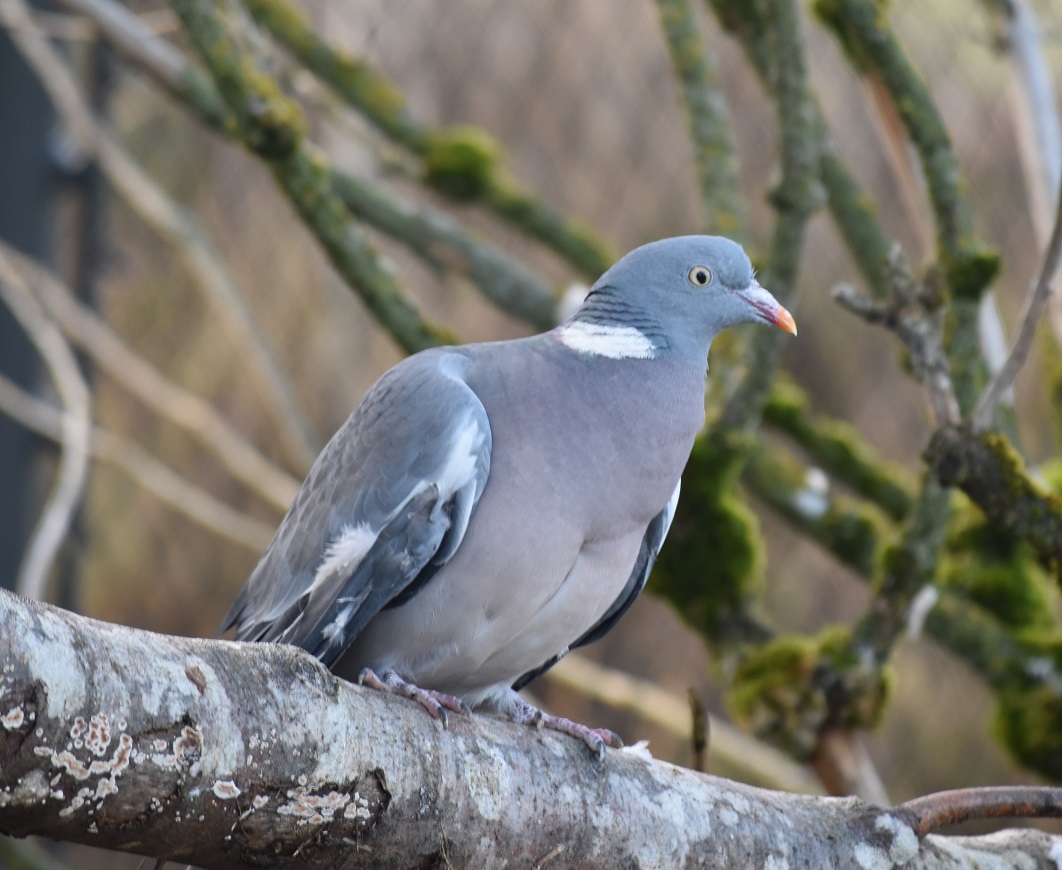 ZOOTOGRAFIANDO (6.100 ANIMALS): PALOMA TORCAZ / WOOD PIGEON (Columba ...
